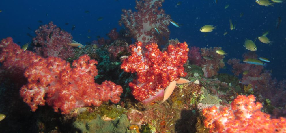 Diving in the Mergui Archipelago - Burma Boating